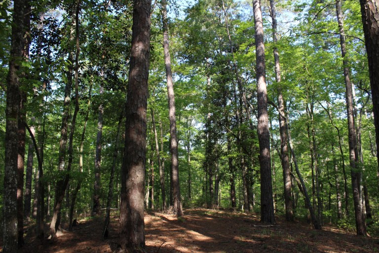 Homochitto National Forest | Raven About The Parks