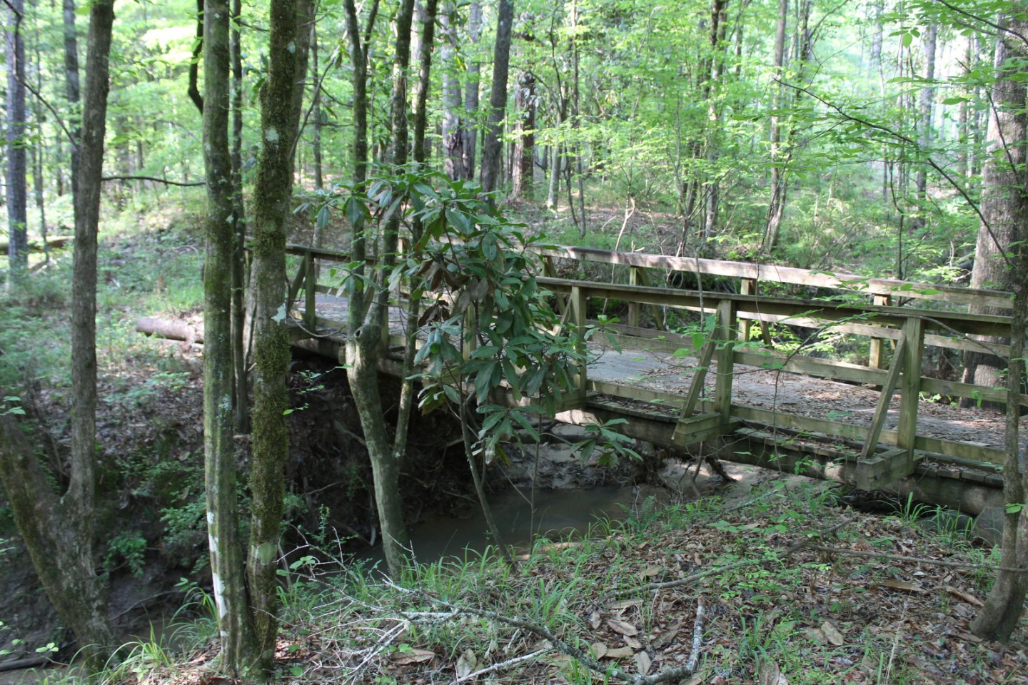 Homochitto National Forest | Raven About The Parks