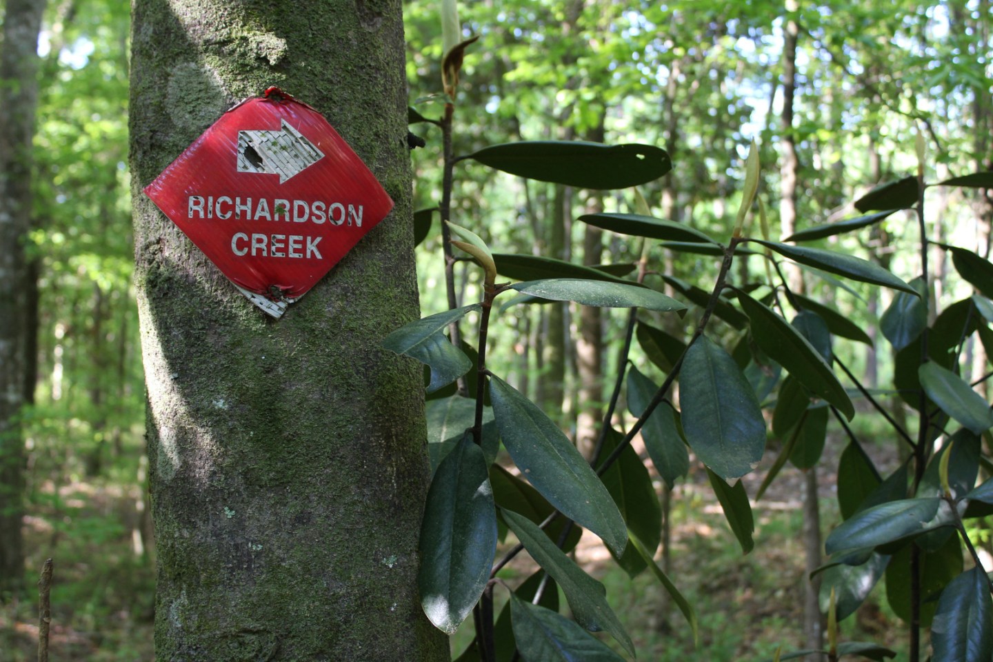 Homochitto National Forest | Raven About The Parks