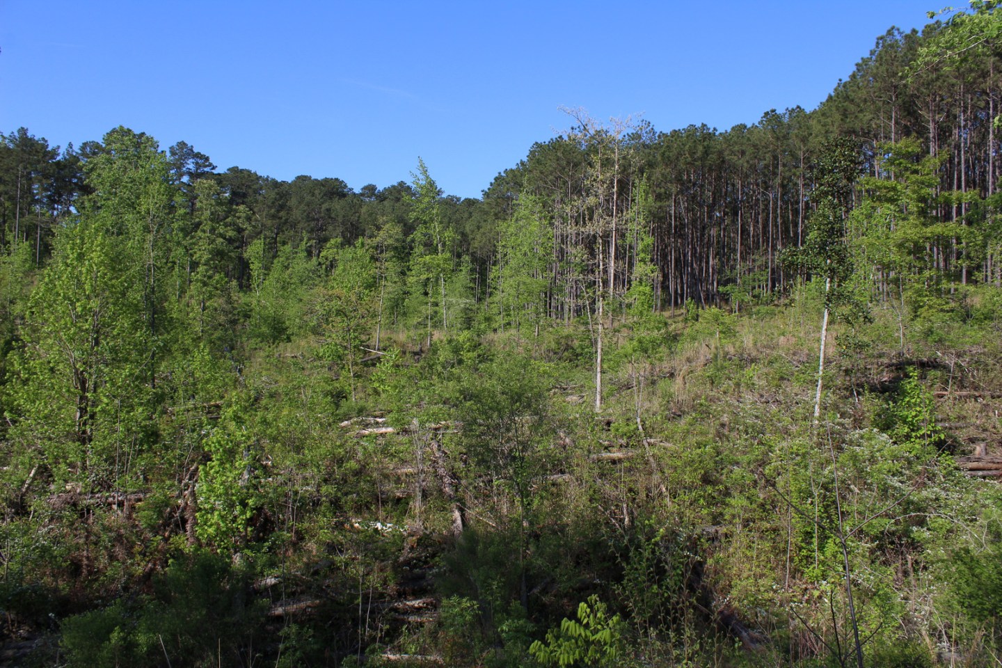 Homochitto National Forest | Raven About The Parks