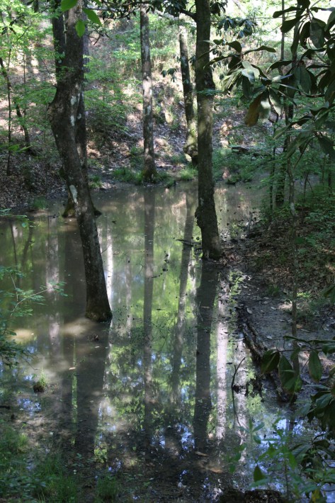 Homochitto National Forest | Raven About The Parks