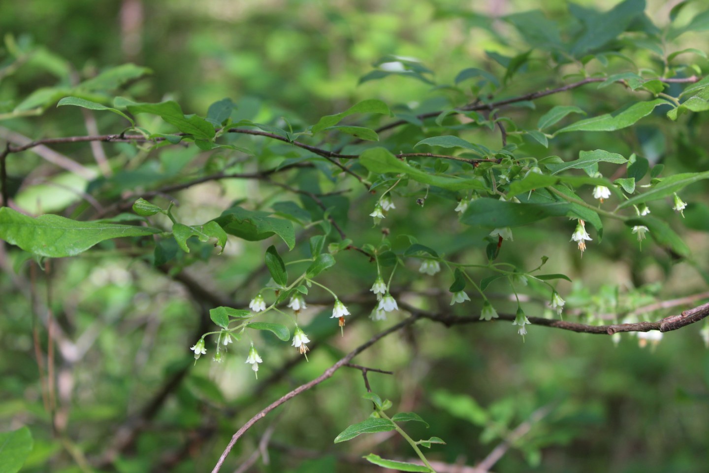 Homochitto National Forest | Raven About The Parks
