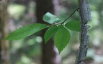 Homochitto National Forest | Raven About The Parks