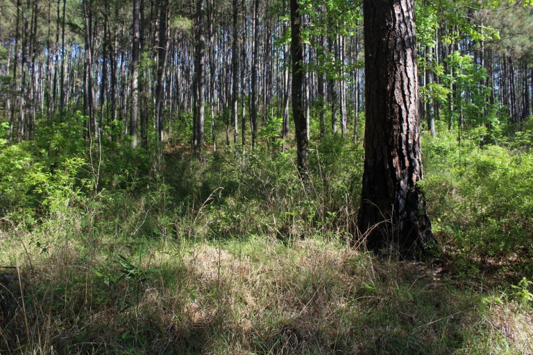 Homochitto National Forest | Raven About The Parks