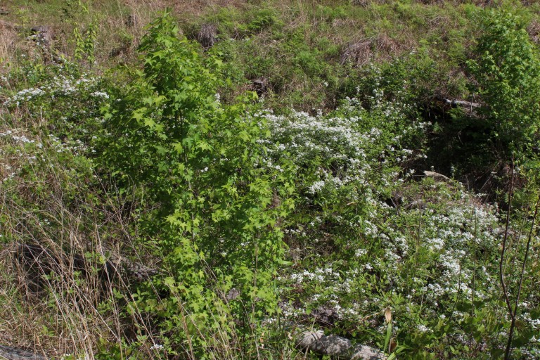 Homochitto National Forest | Raven About The Parks