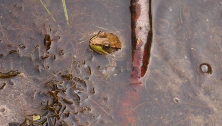 Huron National Forest | Raven About The Parks