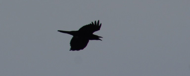 Huron National Forest | Raven About The Parks
