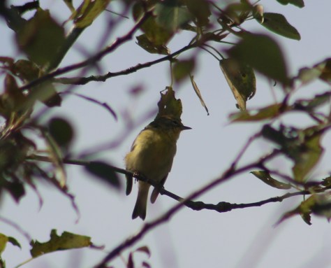 Huron National Forest | Raven About The Parks