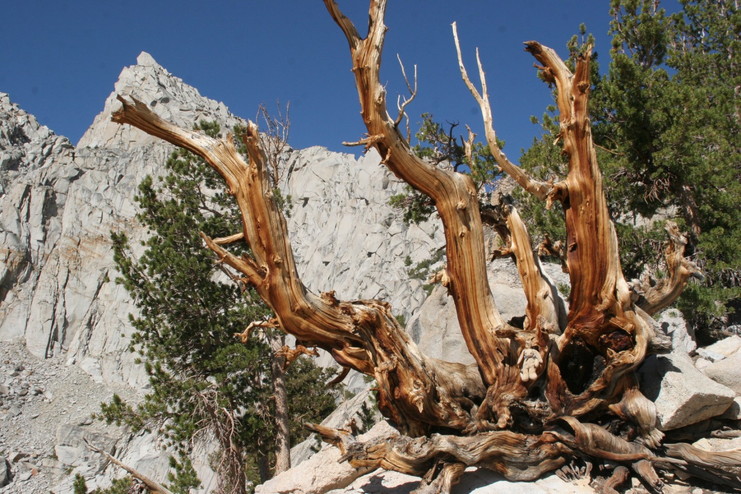 Inyo National Forest | Raven About The Parks