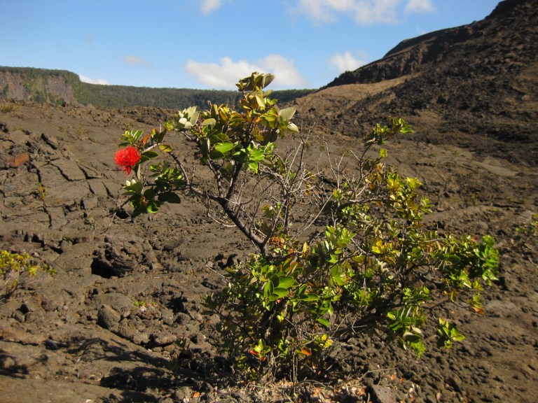 Hawai‘i Volcanoes National Park | Raven About The Parks