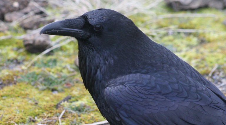 Our 500th Blog Post! | Raven About The Parks