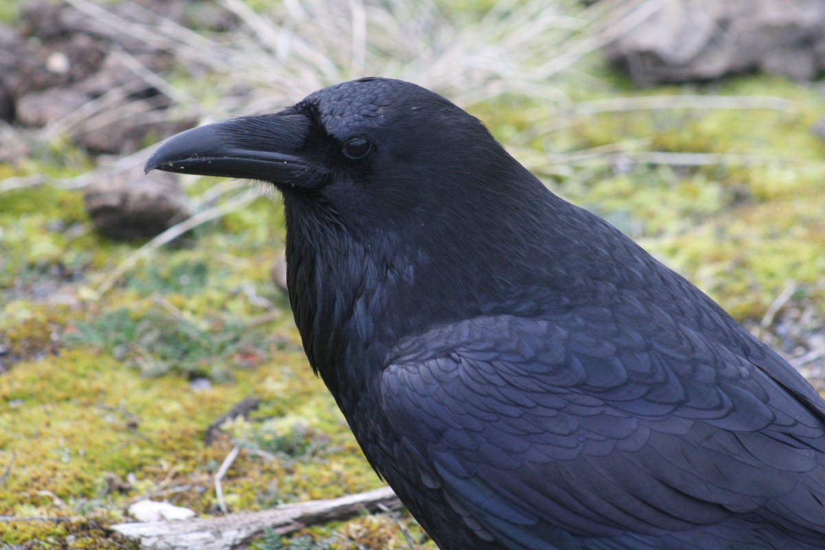 Our 500th Blog Post! | Raven About The Parks | Raven About The Forests