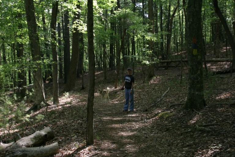 Jefferson National Forest | Raven About The Parks