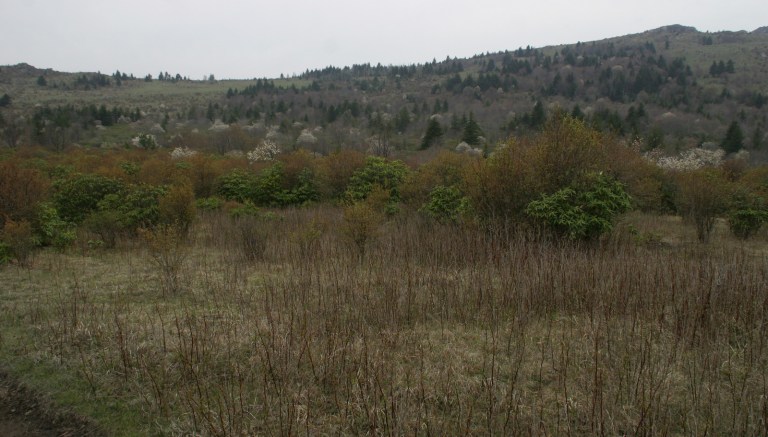 Jefferson National Forest | Raven About The Parks