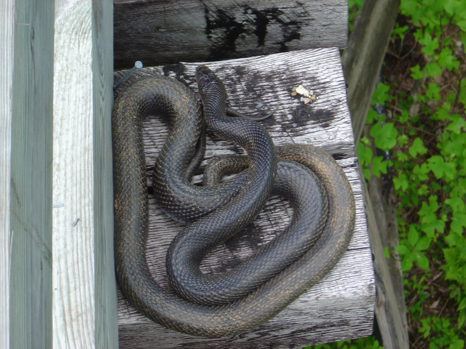 Raven About The Parks | Raven About The Forests | Start your U.S ...