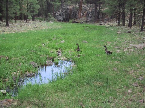 Kaibab National Forest | Raven About The Parks