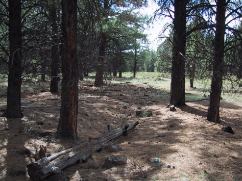 Kaibab National Forest | Raven About The Parks