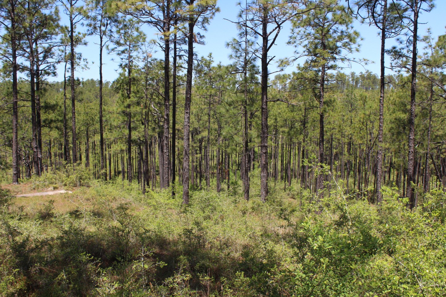 Kisatchie National Forest | Raven About The Parks