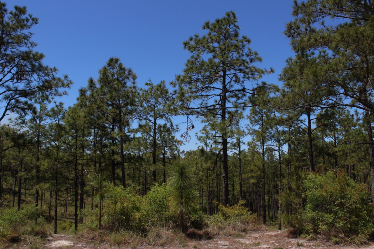 Kisatchie National Forest | Raven About The Parks