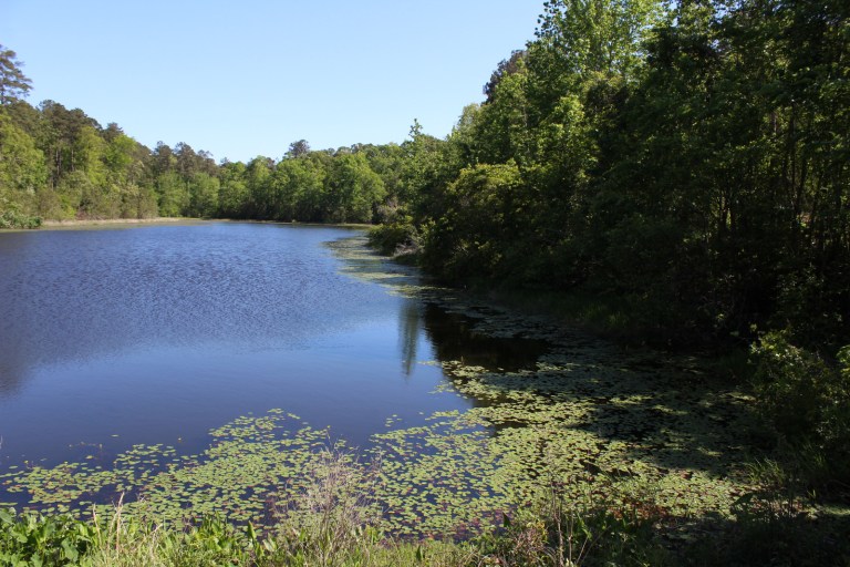 Kisatchie National Forest | Raven About The Parks