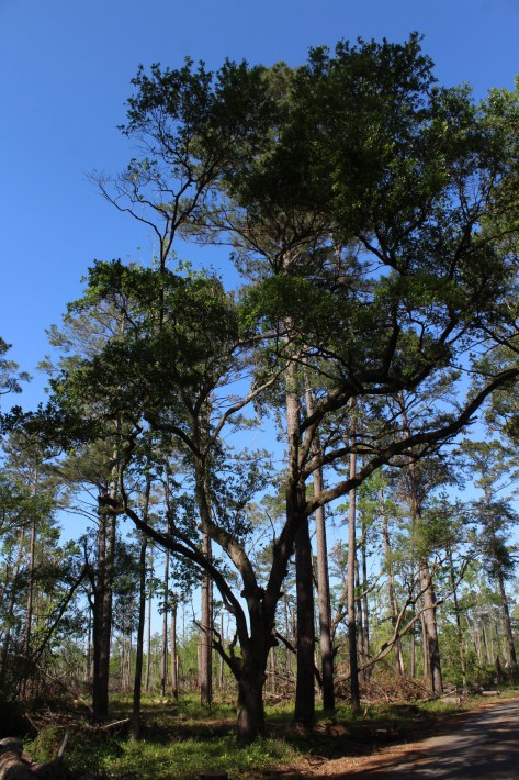 Kisatchie National Forest | Raven About The Parks