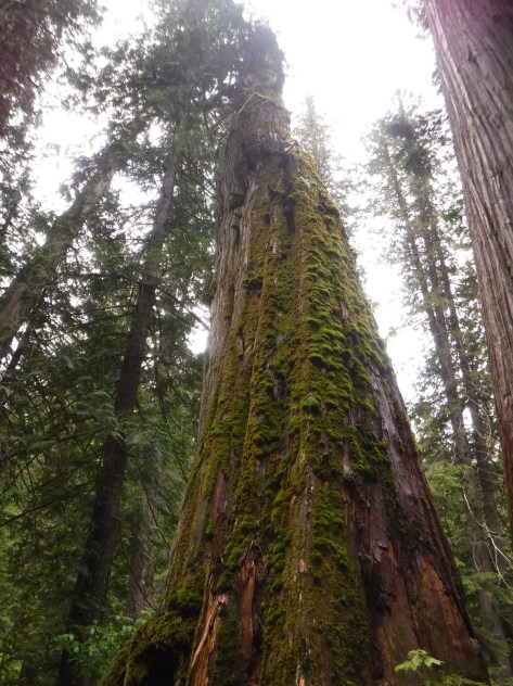 Kaniksu National Forest | Raven About The Parks