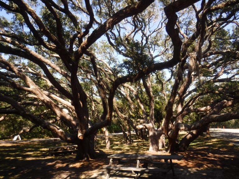 Florida | Raven About The Parks | Raven About The Forests