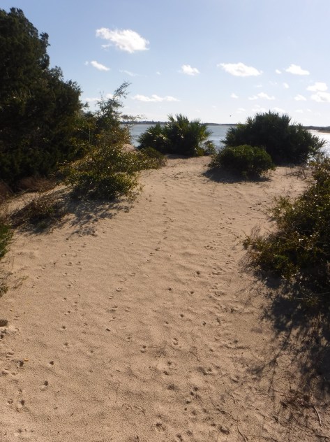 Florida | Raven About The Parks | Raven About The Forests