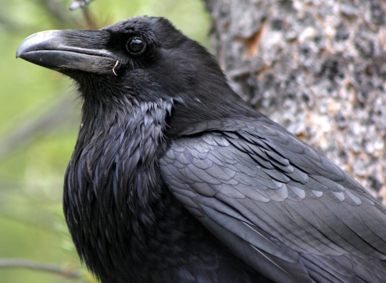Top 10 Non-Fiction Books on Wildlife | Raven About The Parks
