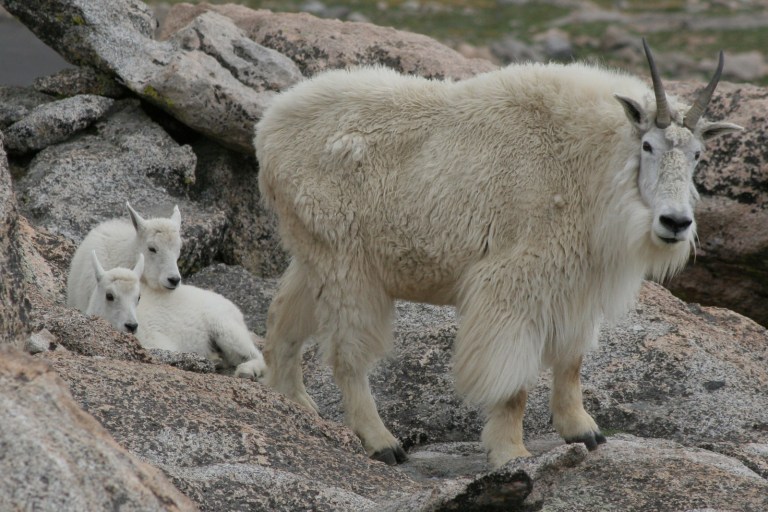 Top 10 Non-Fiction Books on Wildlife | Raven About The Parks