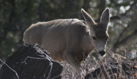 Capulin Volcano National Monument | Raven About The Parks