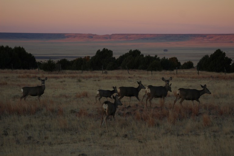 Capulin Volcano National Monument | Raven About The Parks