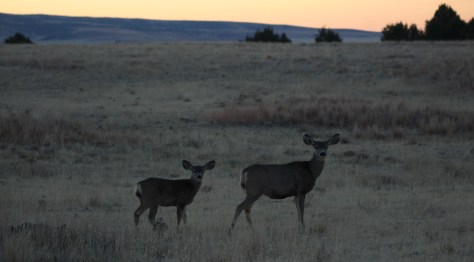 Capulin Volcano National Monument | Raven About The Parks