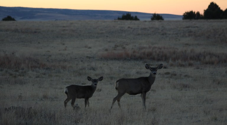 Capulin Volcano National Monument | Raven About The Parks
