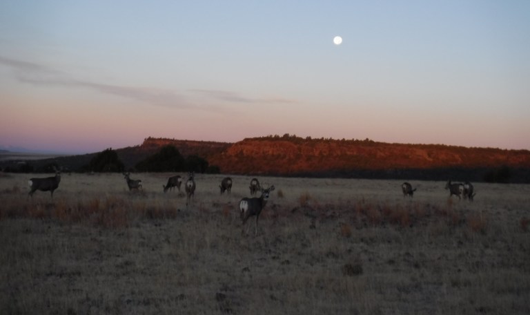 Capulin Volcano National Monument | Raven About The Parks