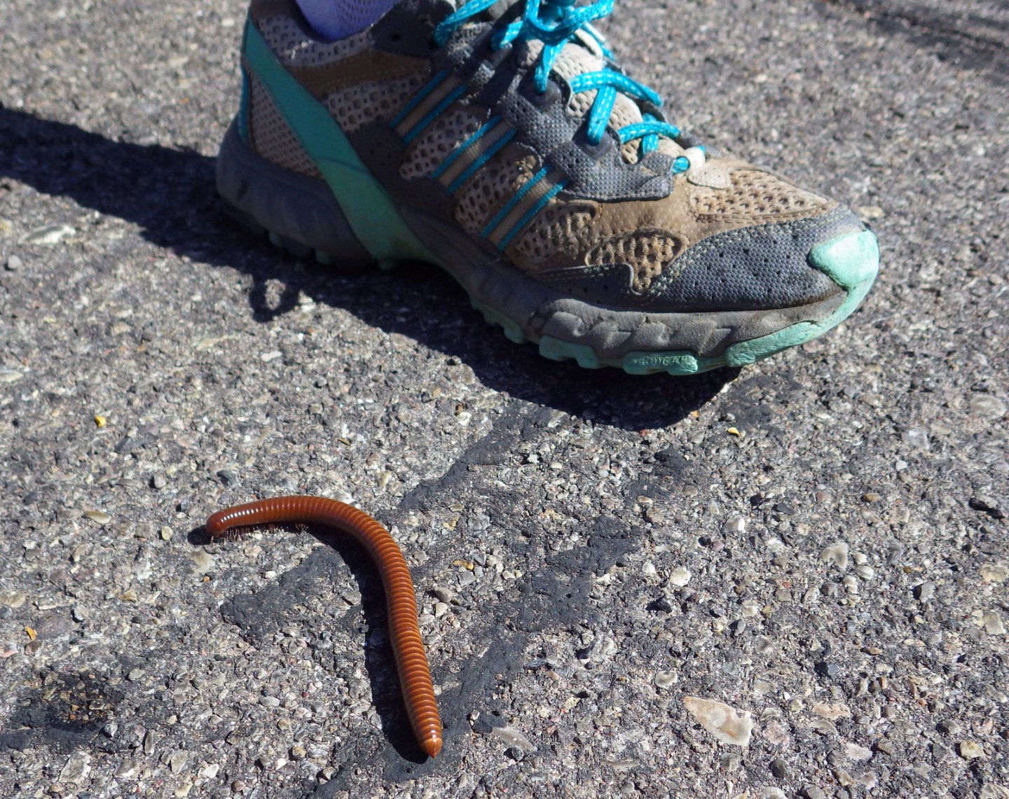 Lincoln National Forest | Raven About The Parks