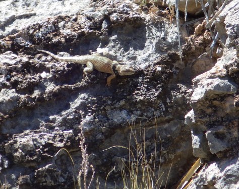 Lincoln National Forest | Raven About The Parks