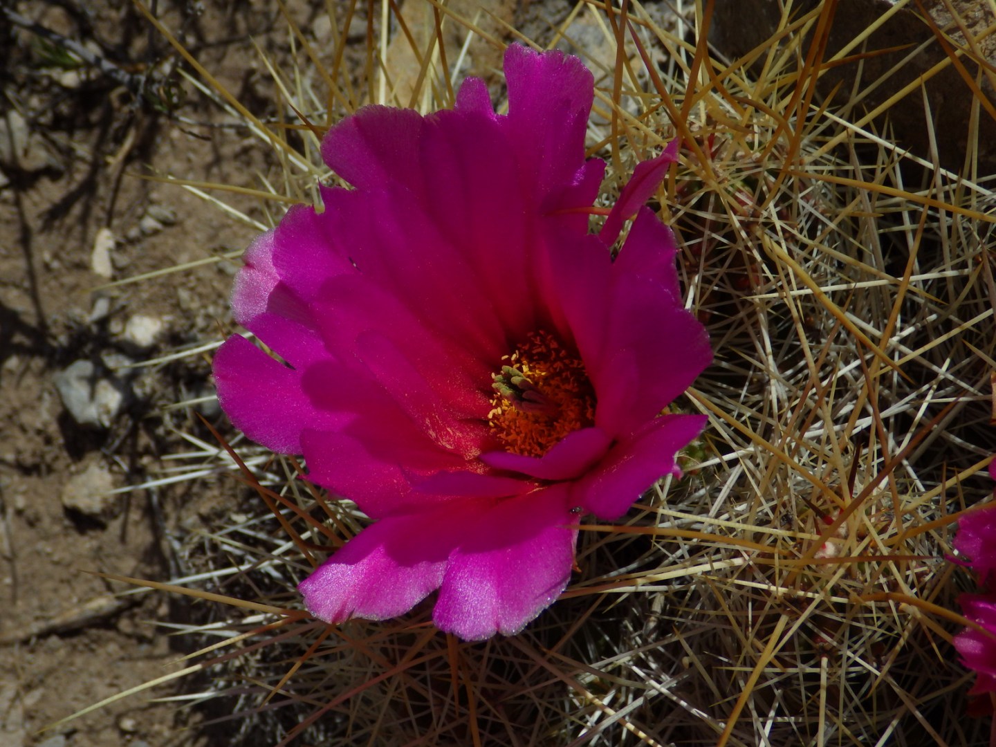 Lincoln National Forest | Raven About The Parks
