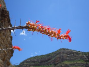 Lincoln National Forest | Raven About The Parks
