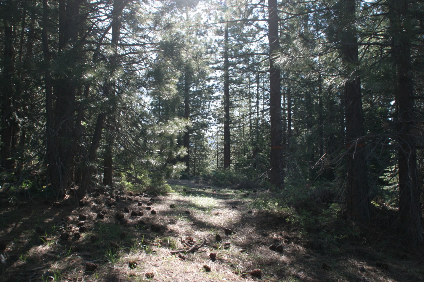 Lassen National Forest | Raven About The Parks
