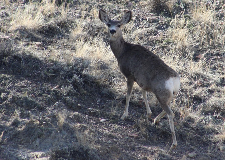 Thunder Basin National Grassland | Raven About The Parks